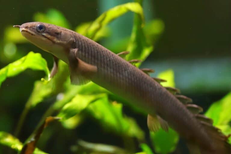 Dinosaur Bichir: Species Profile, Care Guide & Facts