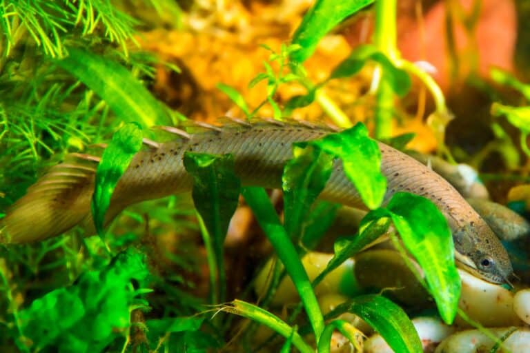 Dinosaur Bichir: Species Profile, Care Guide & Facts