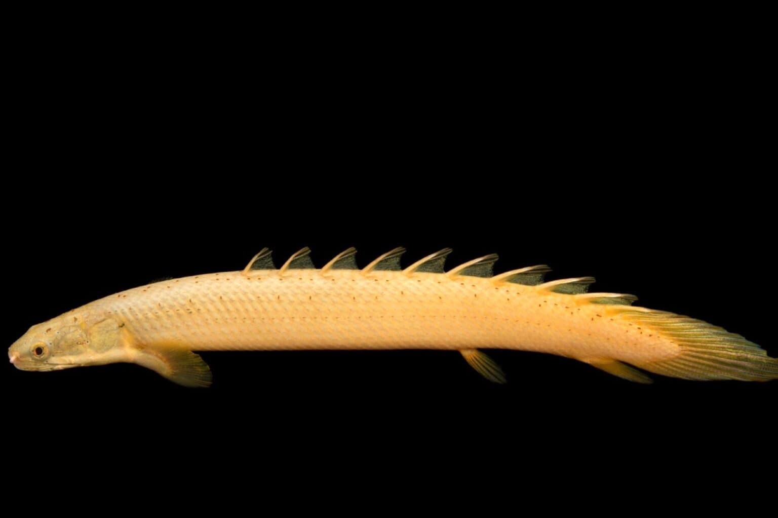 Dinosaur Bichir: Species Profile, Care Guide & Facts
