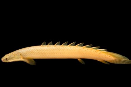 Dinosaur Bichir: Species Profile, Care Guide & Facts