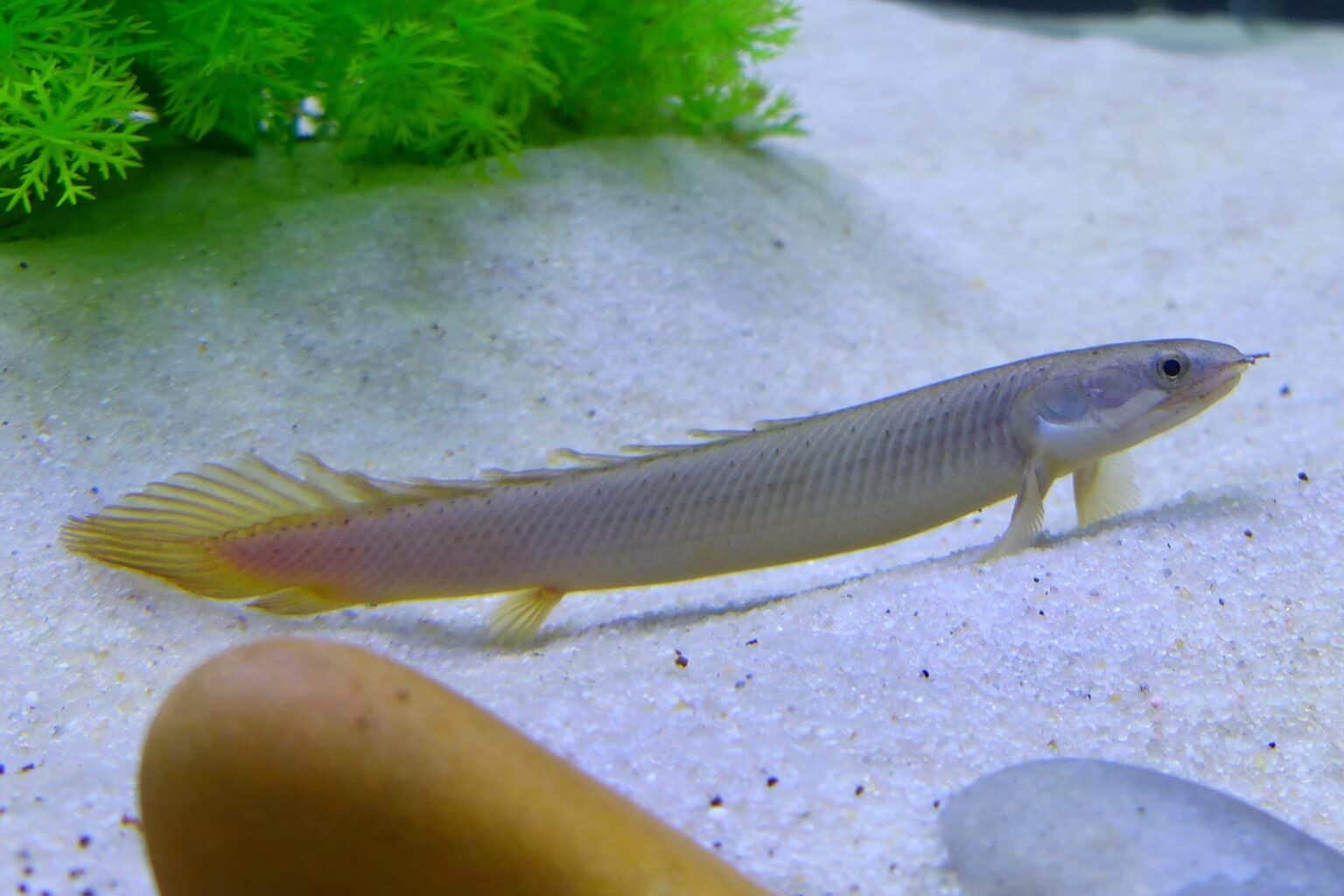 Dinosaur Bichir: Species Profile, Care Guide & Facts