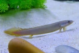 Dinosaur Bichir: Species Profile, Care Guide & Facts