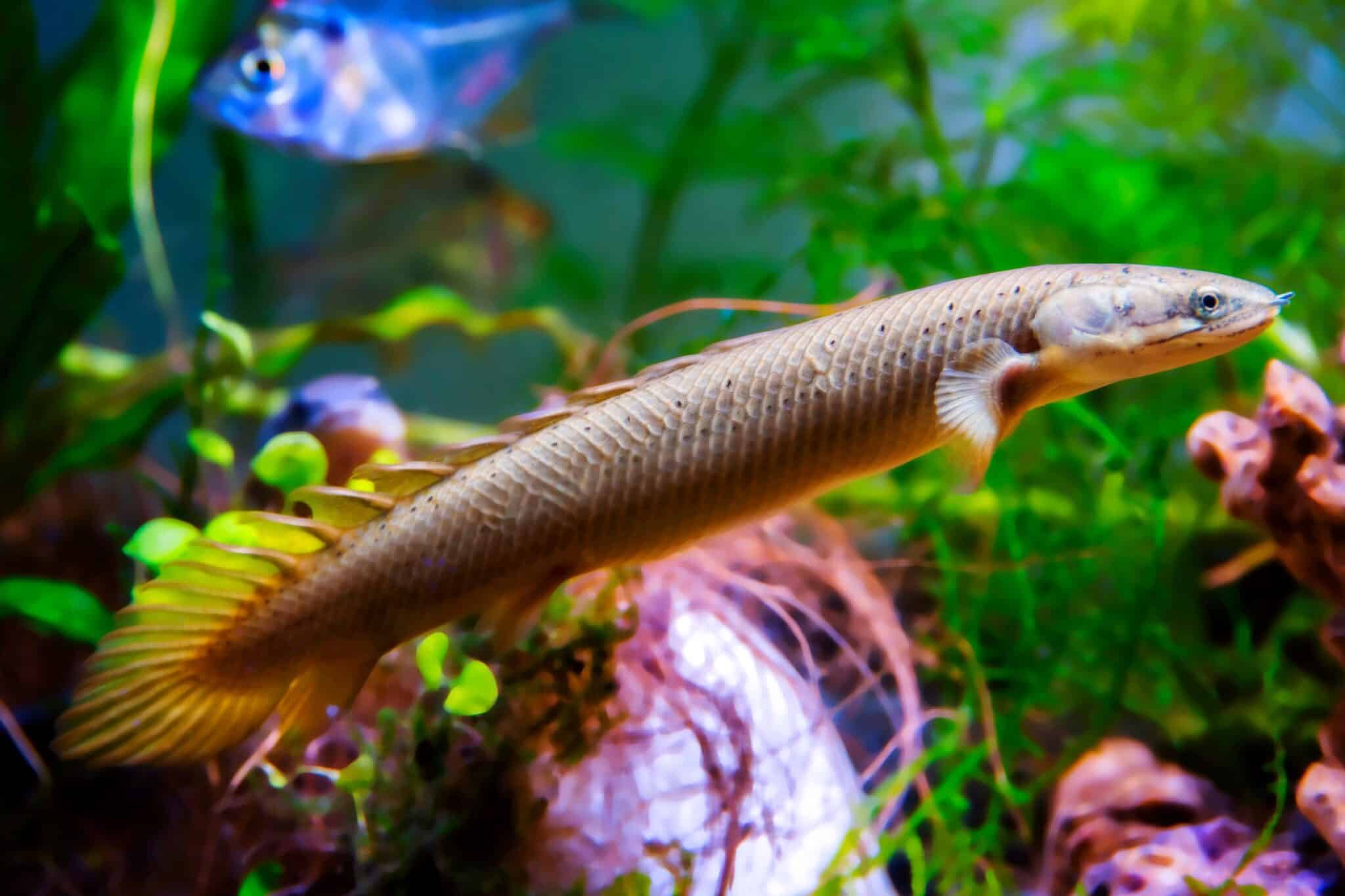 Dinosaur Bichir: Species Profile, Care Guide & Facts