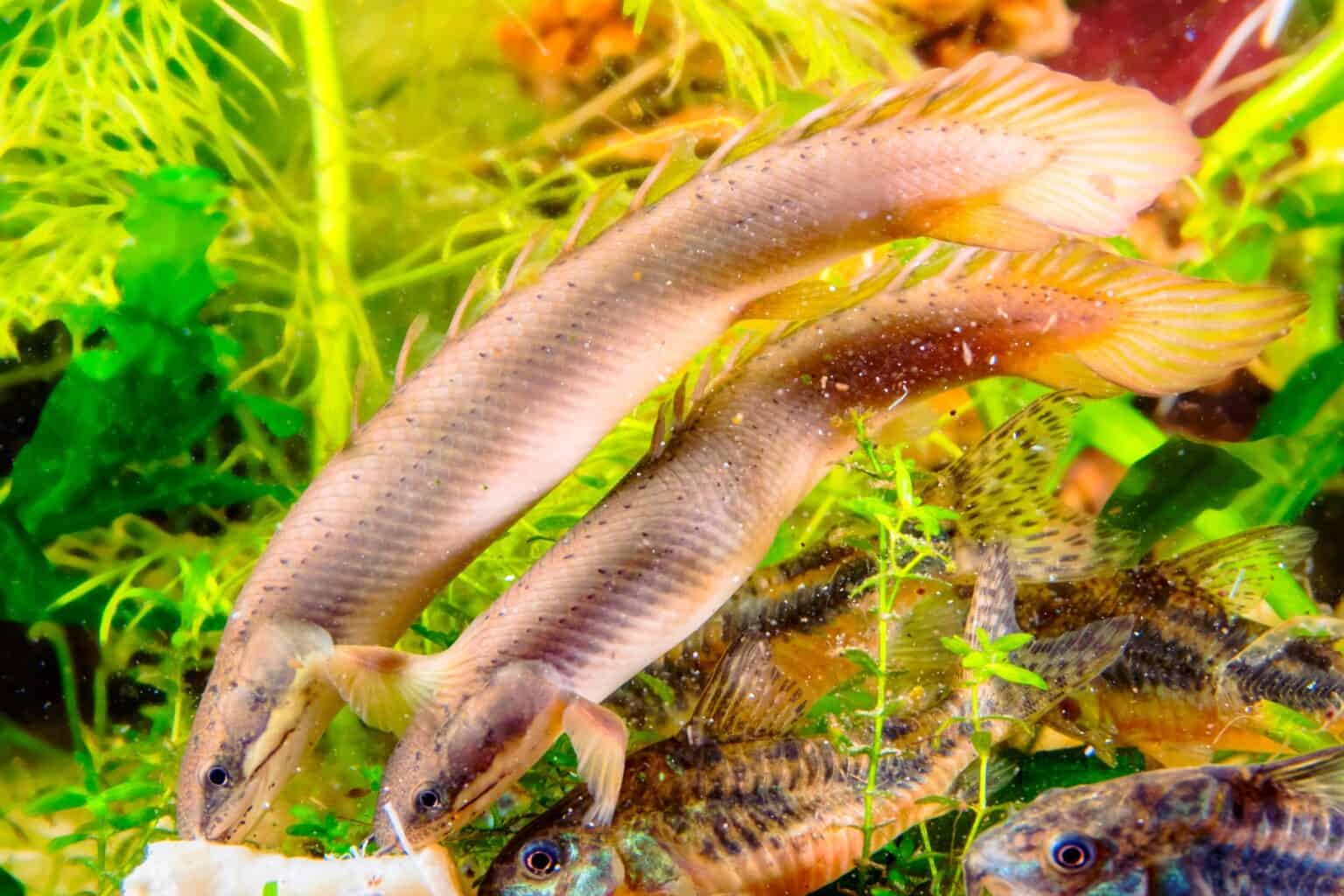 Dinosaur Bichir: Species Profile, Care Guide & Facts