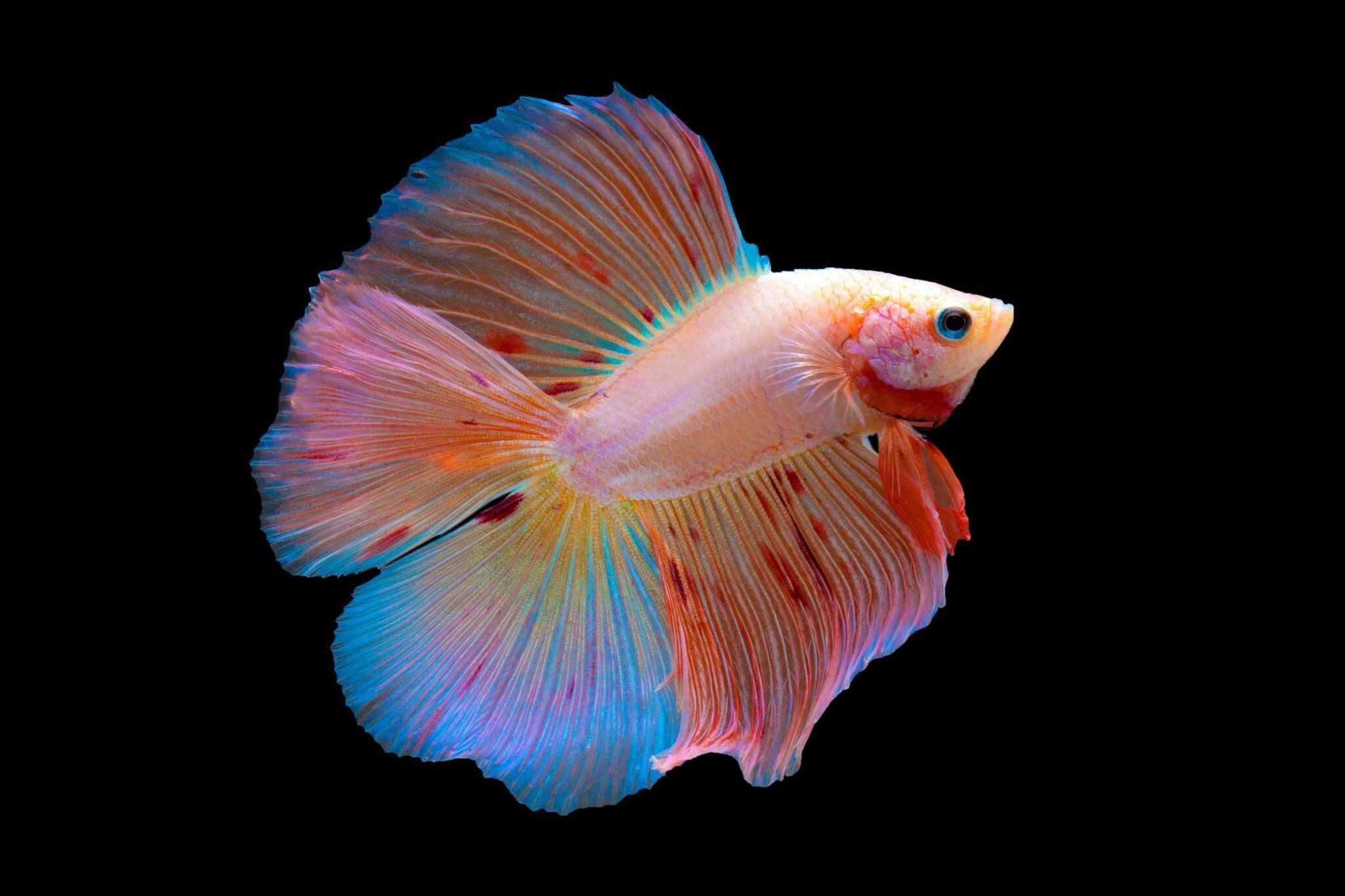 48 Types of Betta Fish: Tail Types, Colors & Patterns