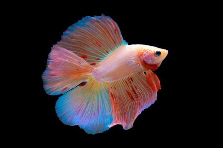 48 Types of Betta Fish: Tail Types, Colors & Patterns