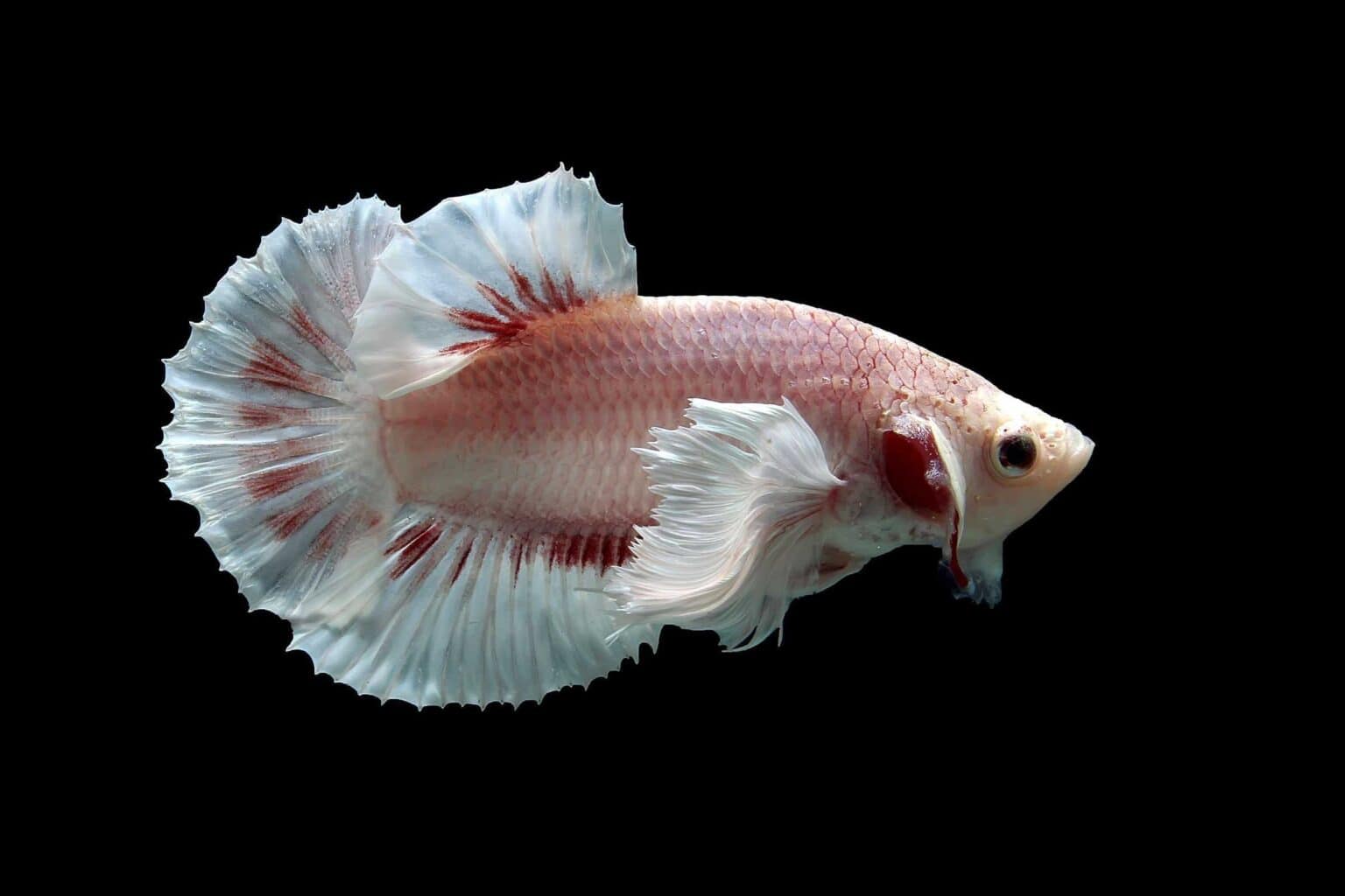 48 Types of Betta Fish: Tail Types, Colors & Patterns