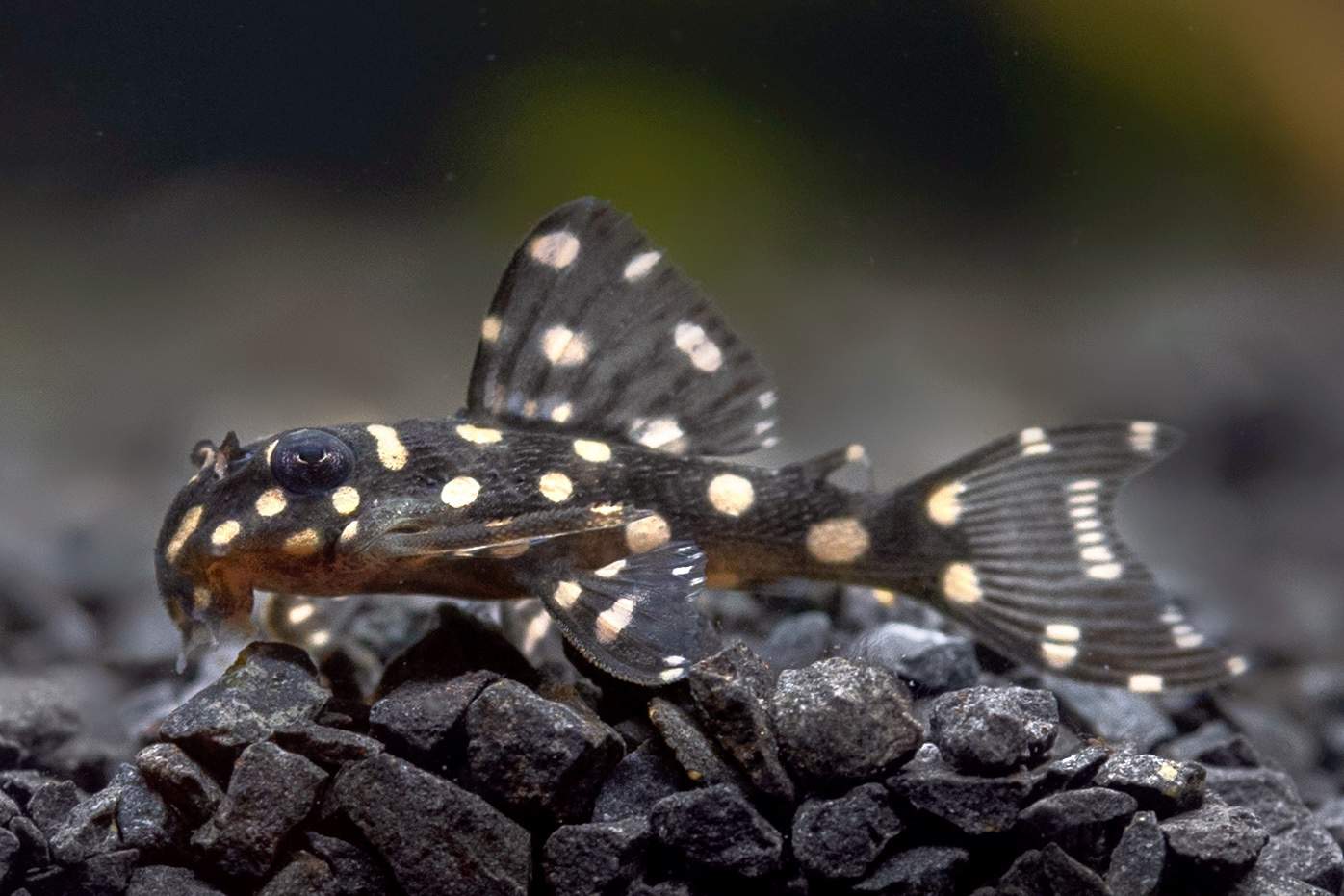 12 Smallest Pleco Species: Ranked by Size