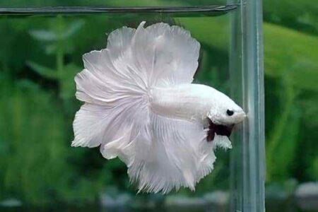 48 Types of Betta Fish: Tail Types, Colors & Patterns