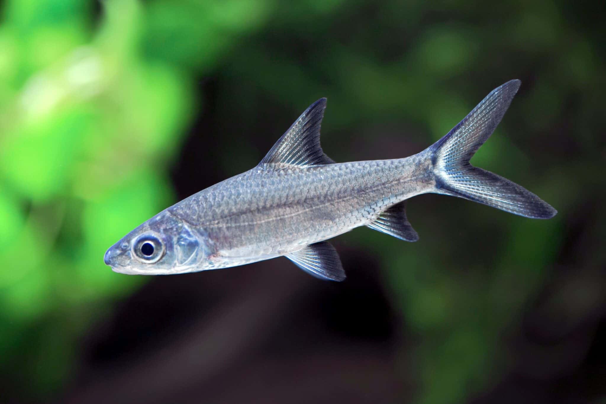 14 Freshwater Aquarium Sharks for All Tank Sizes