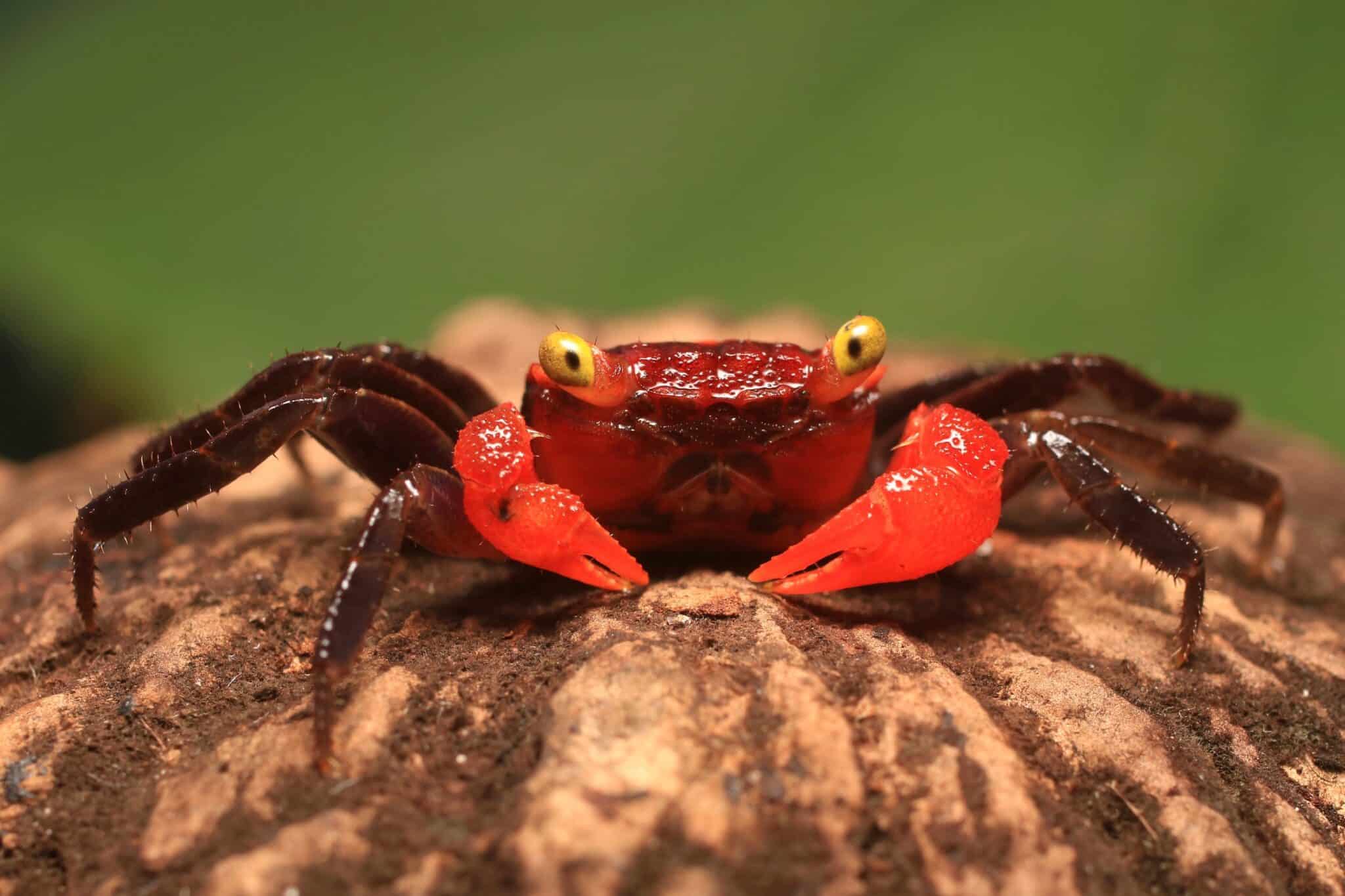 Vampire Crab: Species Profile, Care Guide & Pictures