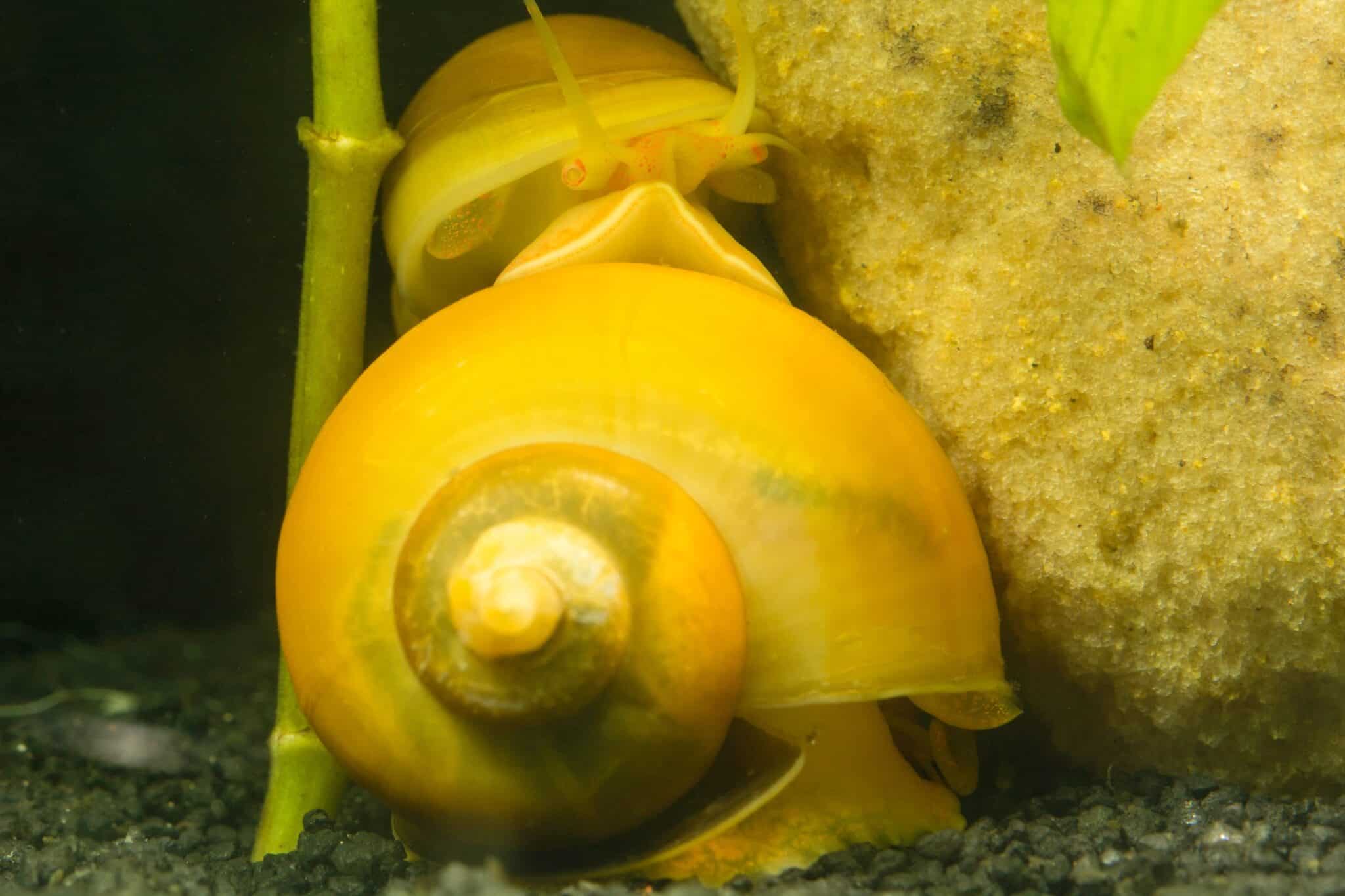 Gold Inca Snail: Species Profile, Care Guide & Lifespan