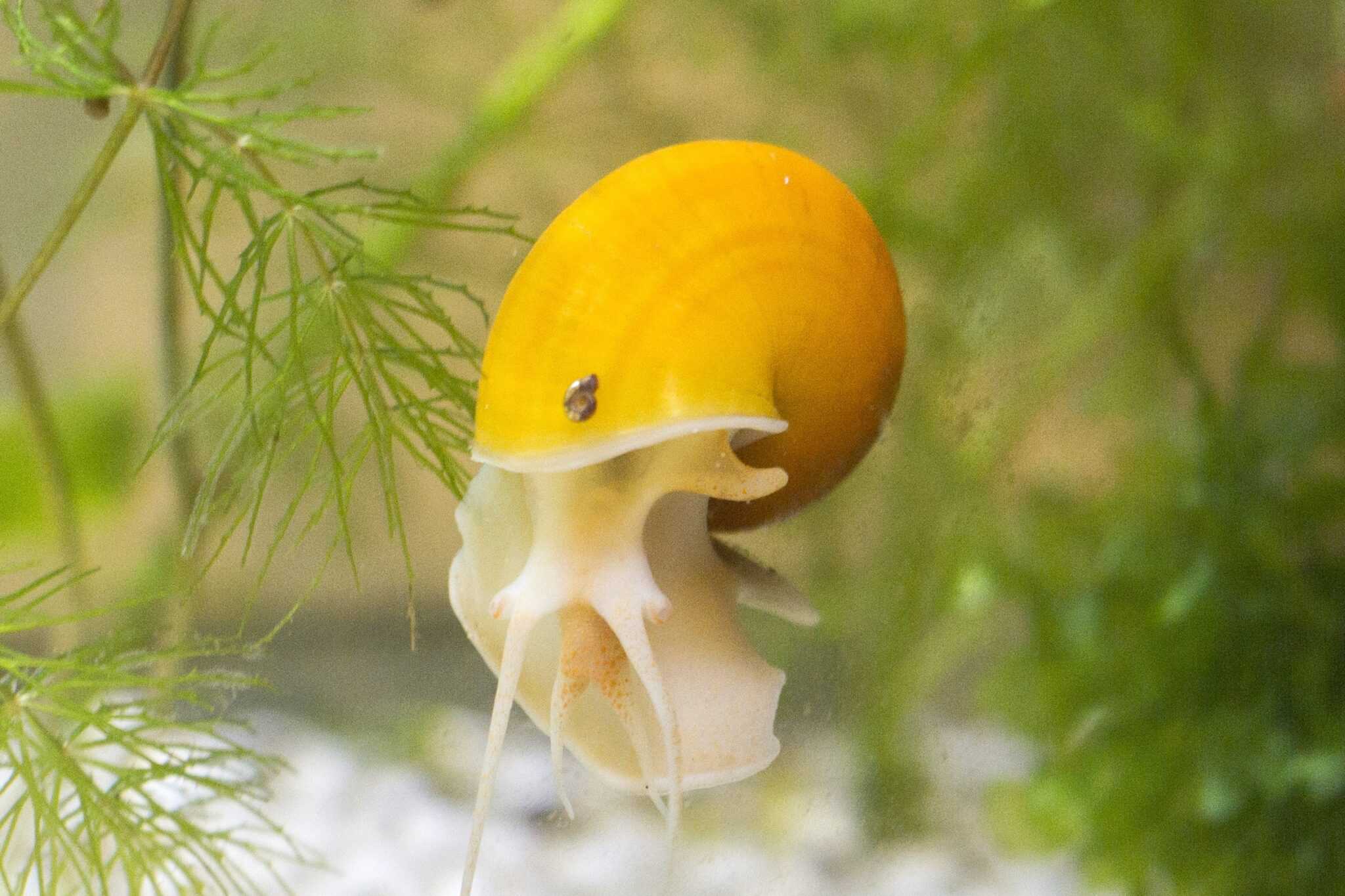 Gold Inca Snail: Species Profile, Care Guide & Lifespan