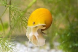 Gold Inca Snail: Species Profile, Care Guide & Lifespan