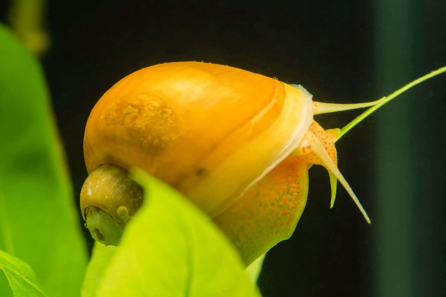 Gold Inca Snail: Species Profile, Care Guide & Lifespan