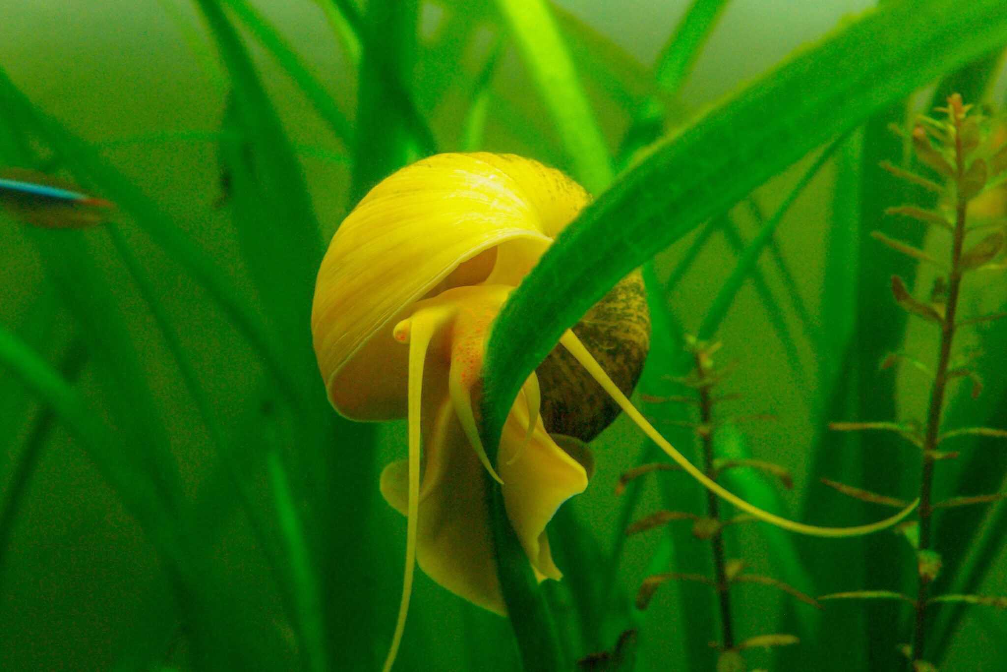 Gold Inca Snail: Species Profile, Care Guide & Lifespan