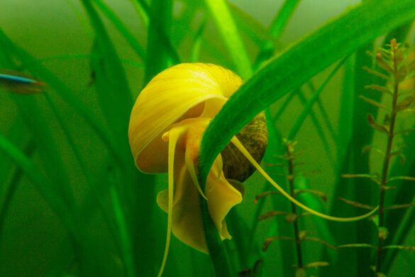 Gold Inca Snail: Species Profile, Care Guide & Lifespan