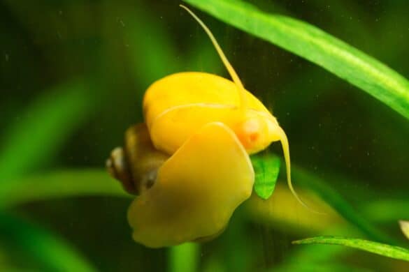 Gold Inca Snail: Species Profile, Care Guide & Lifespan