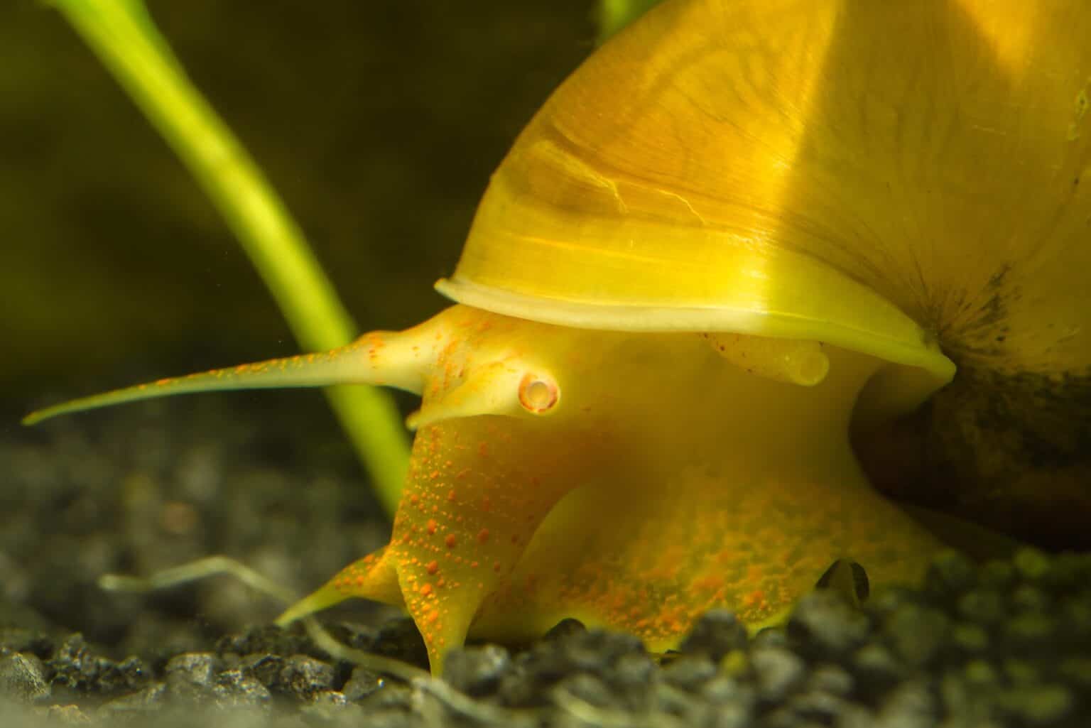 Gold Inca Snail: Species Profile, Care Guide & Lifespan