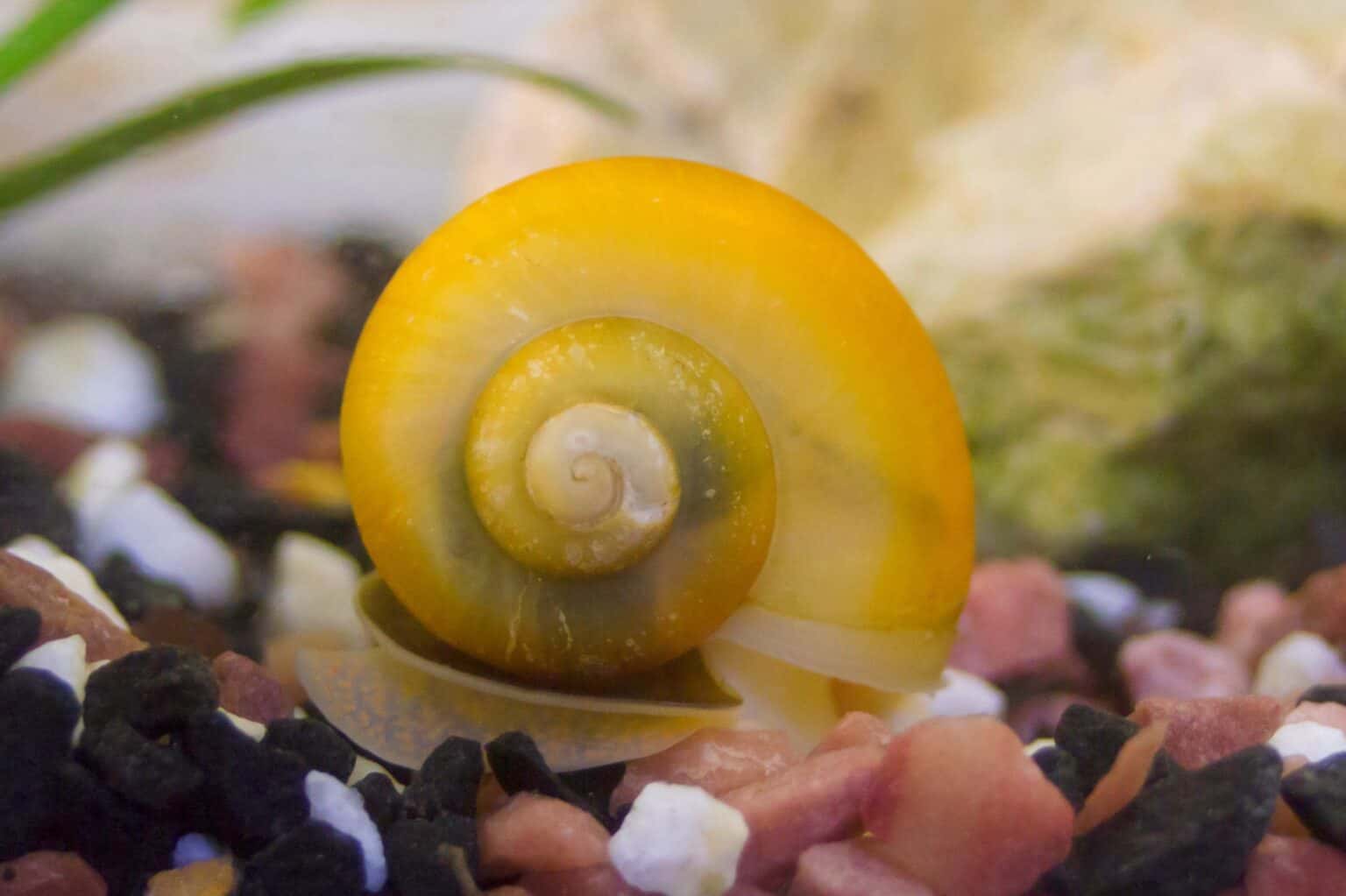 Gold Inca Snail: Species Profile, Care Guide & Lifespan