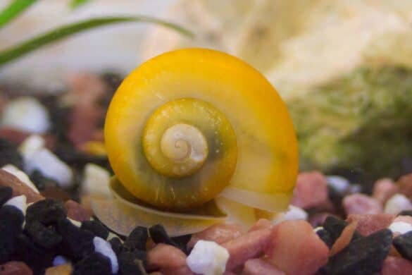 Gold Inca Snail: Species Profile, Care Guide & Lifespan
