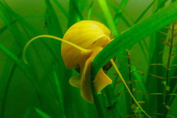Gold Inca Snail: Species Profile, Care Guide & Lifespan
