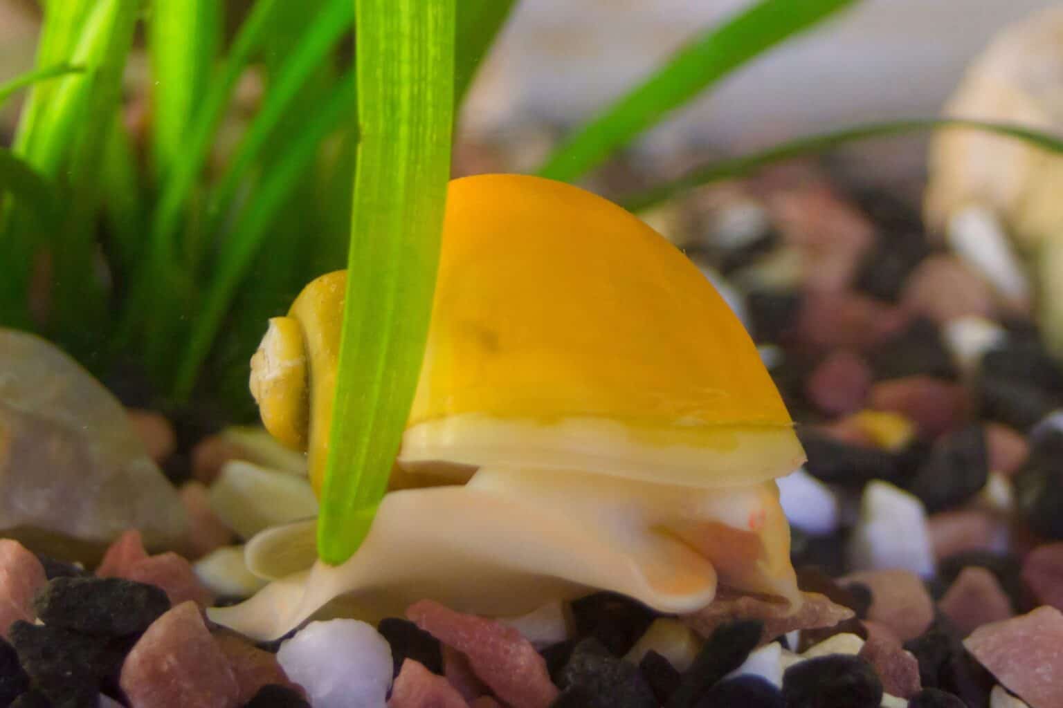 Gold Inca Snail: Species Profile, Care Guide & Lifespan