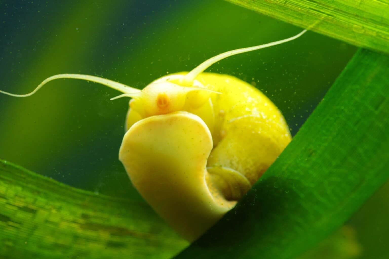 Gold Inca Snail: Species Profile, Care Guide & Lifespan