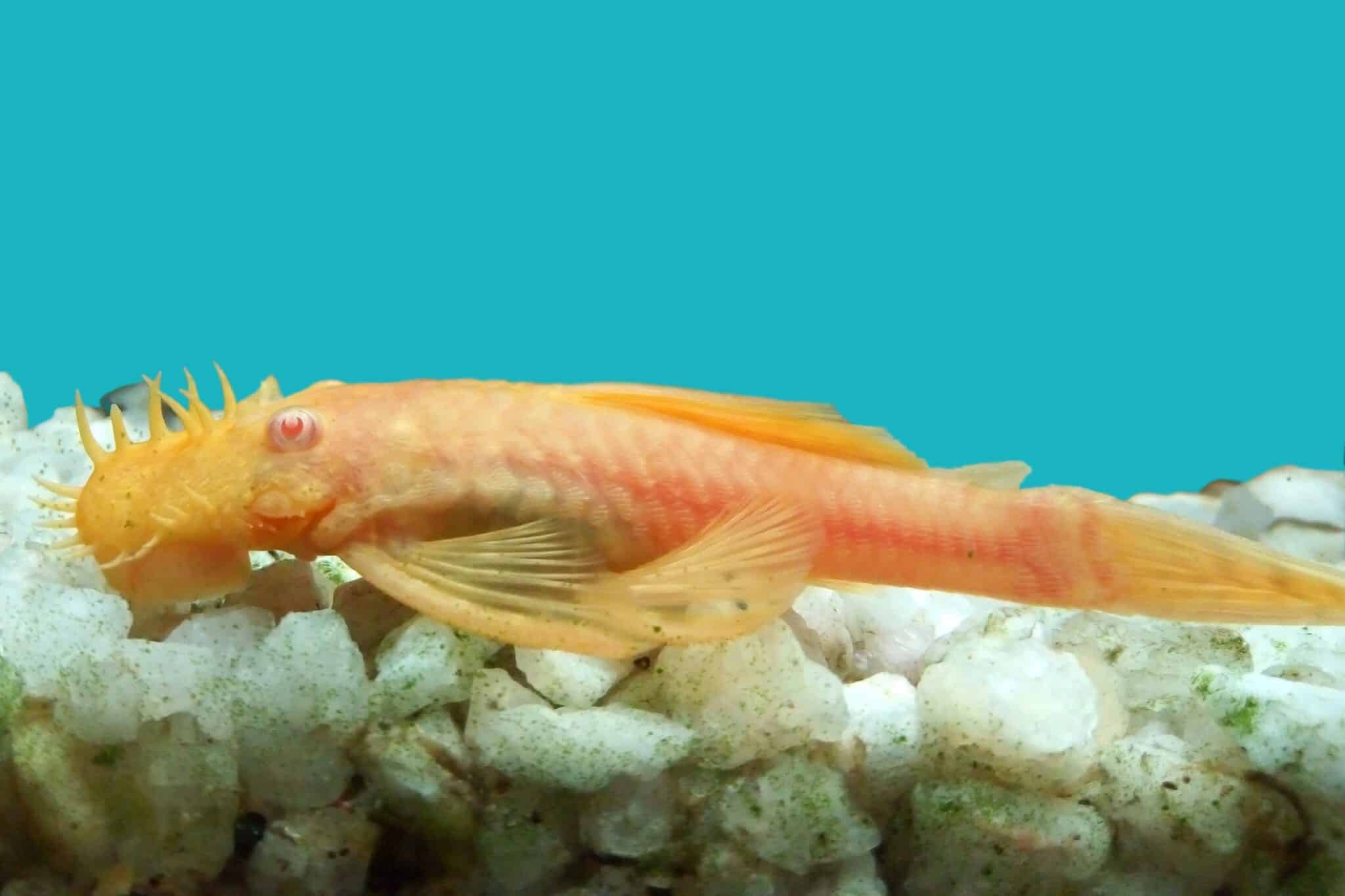 12 Smallest Pleco Species: Ranked by Size