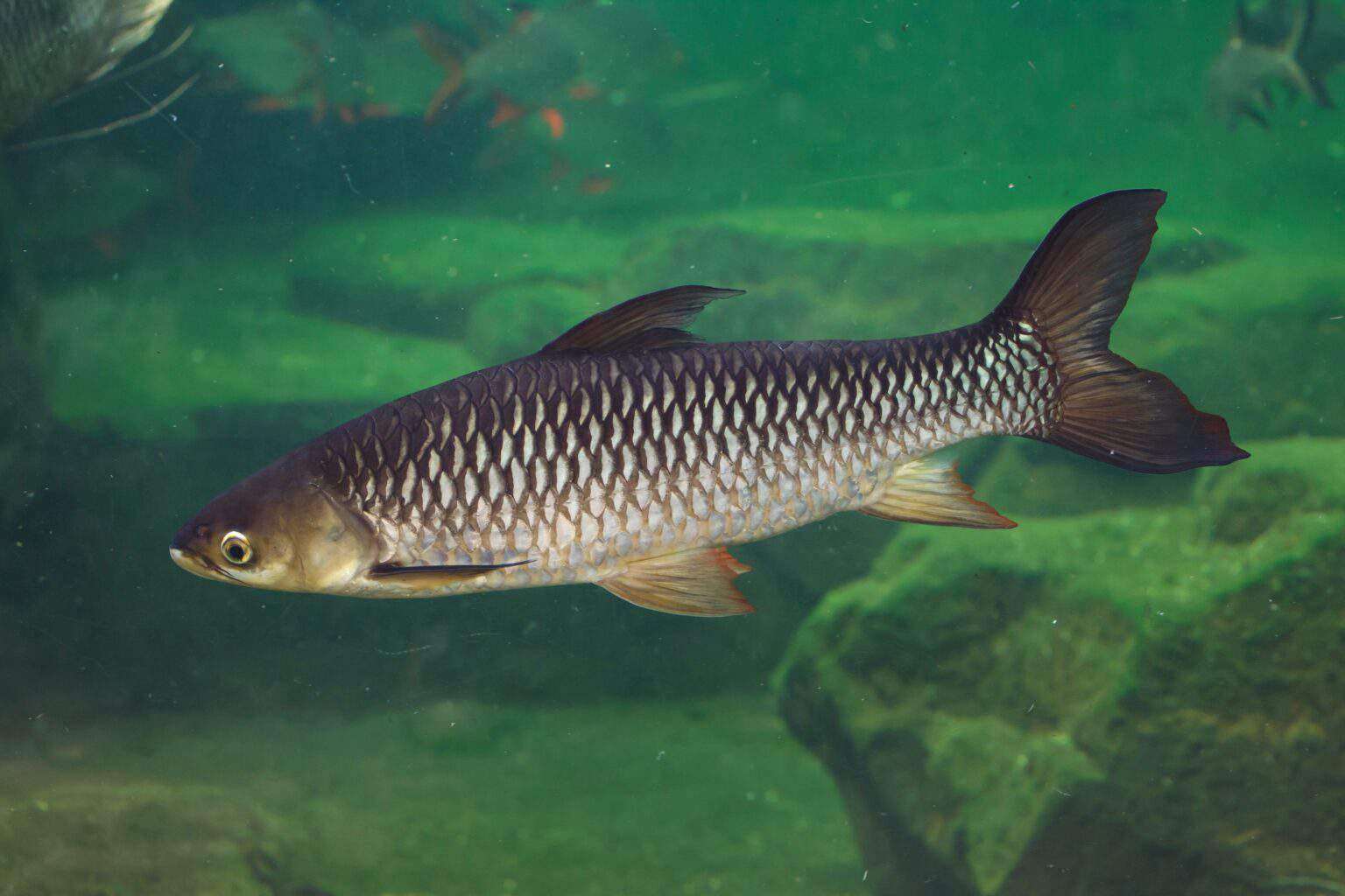 14 Freshwater Aquarium Sharks for All Tank Sizes