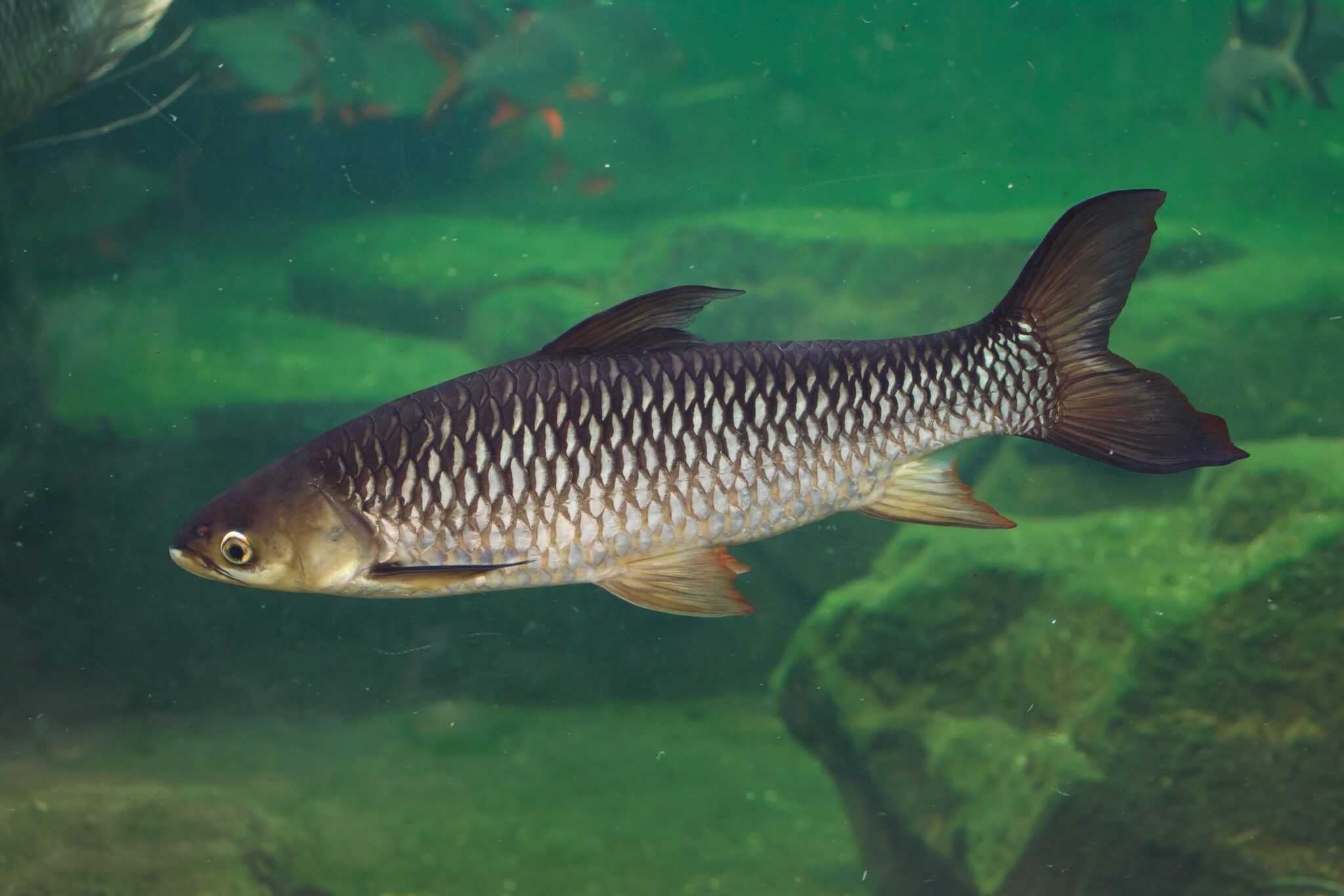 14 Freshwater Aquarium Sharks for All Tank Sizes