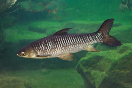 14 Freshwater Aquarium Sharks for All Tank Sizes