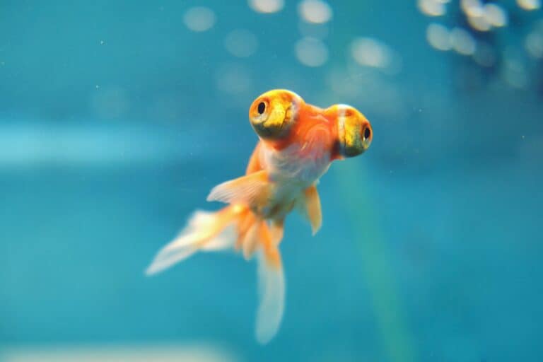Telescope Goldfish: The Unique Goldfish With Big Eyes