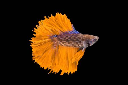 48 Types of Betta Fish: Tail Types, Colors & Patterns