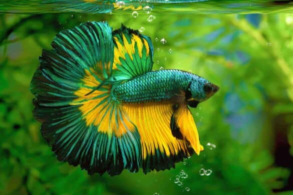 48 Types of Betta Fish: Tail Types, Colors & Patterns