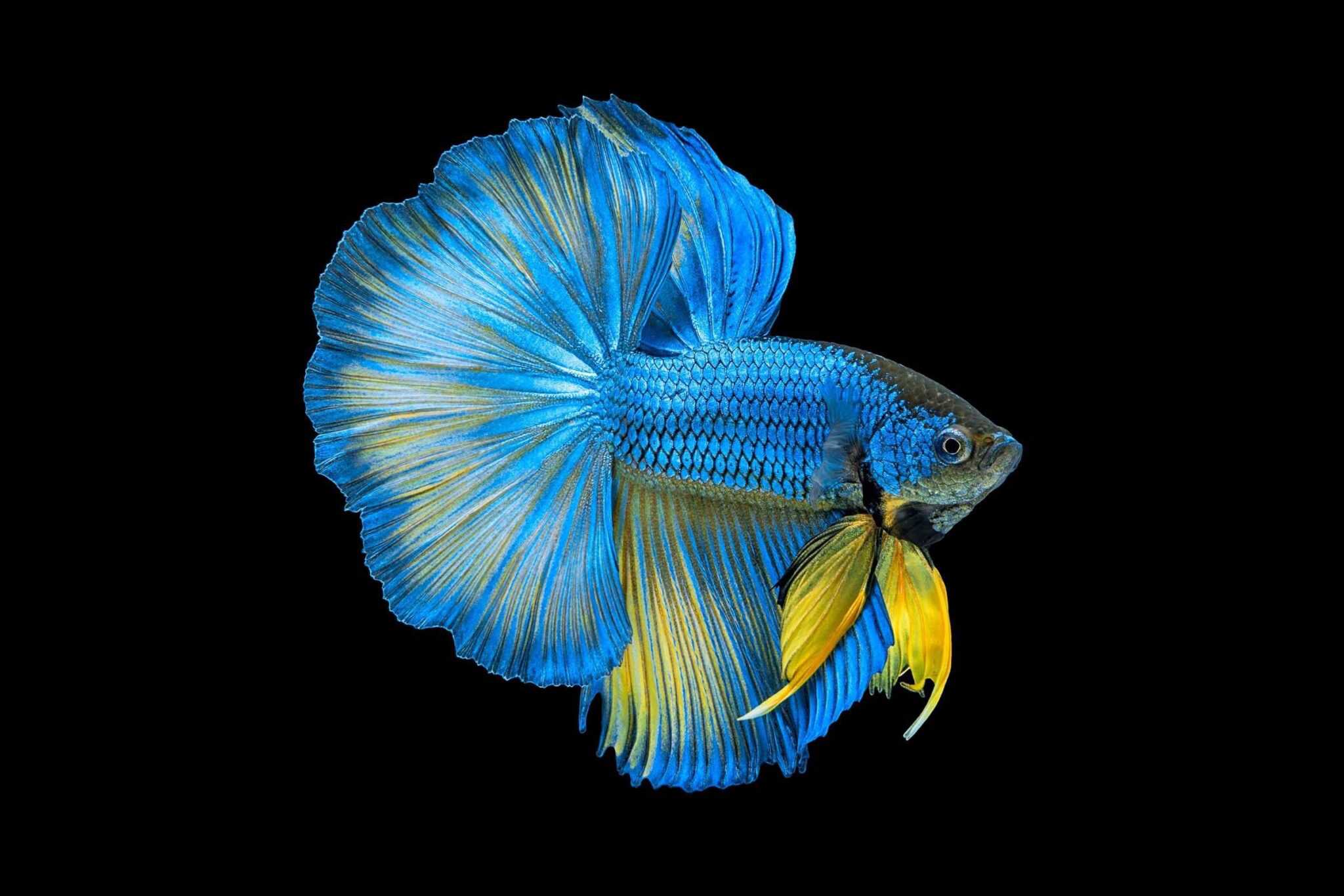 48 Types of Betta Fish: Tail Types, Colors & Patterns