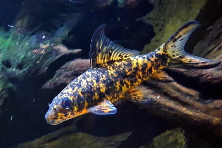 14 Freshwater Aquarium Sharks for All Tank Sizes