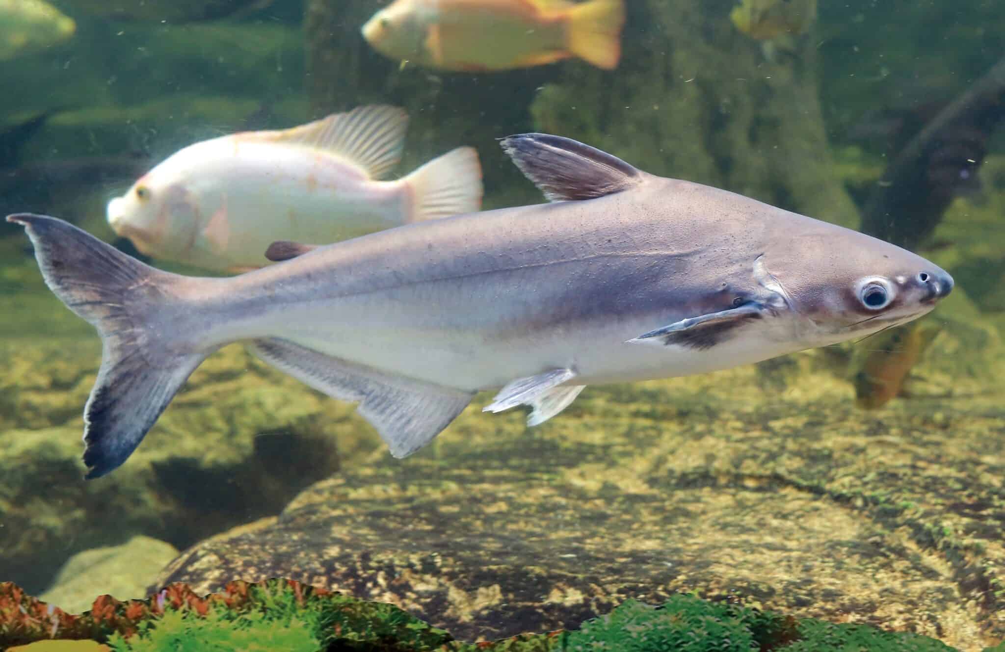 14 Freshwater Aquarium Sharks for All Tank Sizes