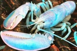 Top 8 Rarest Lobster Colors: Ranked by Rarity
