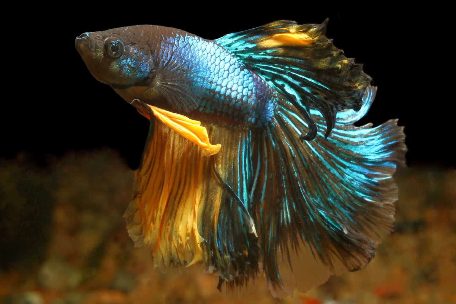 Mustard Gas Betta Fish: Species Profile & Care Guide