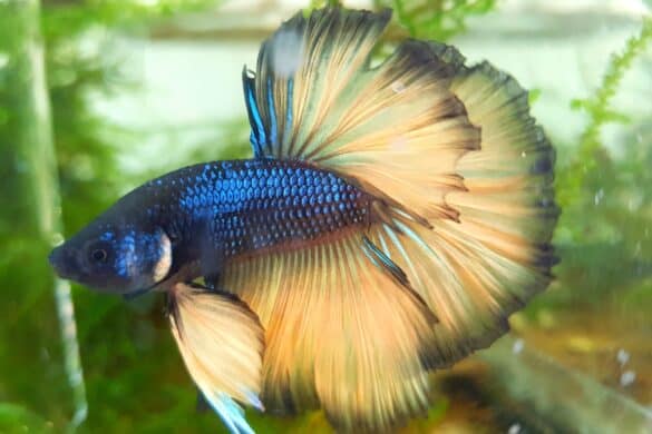 Mustard Gas Betta Fish: Species Profile & Care Guide