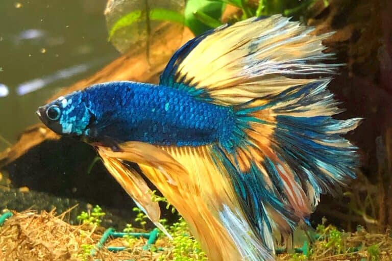 Mustard Gas Betta Fish: Species Profile & Care Guide