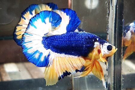 Mustard Gas Betta Fish: Species Profile & Care Guide