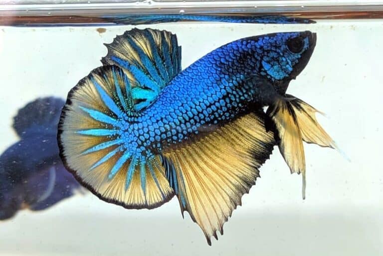 Mustard Gas Betta Fish: Species Profile & Care Guide