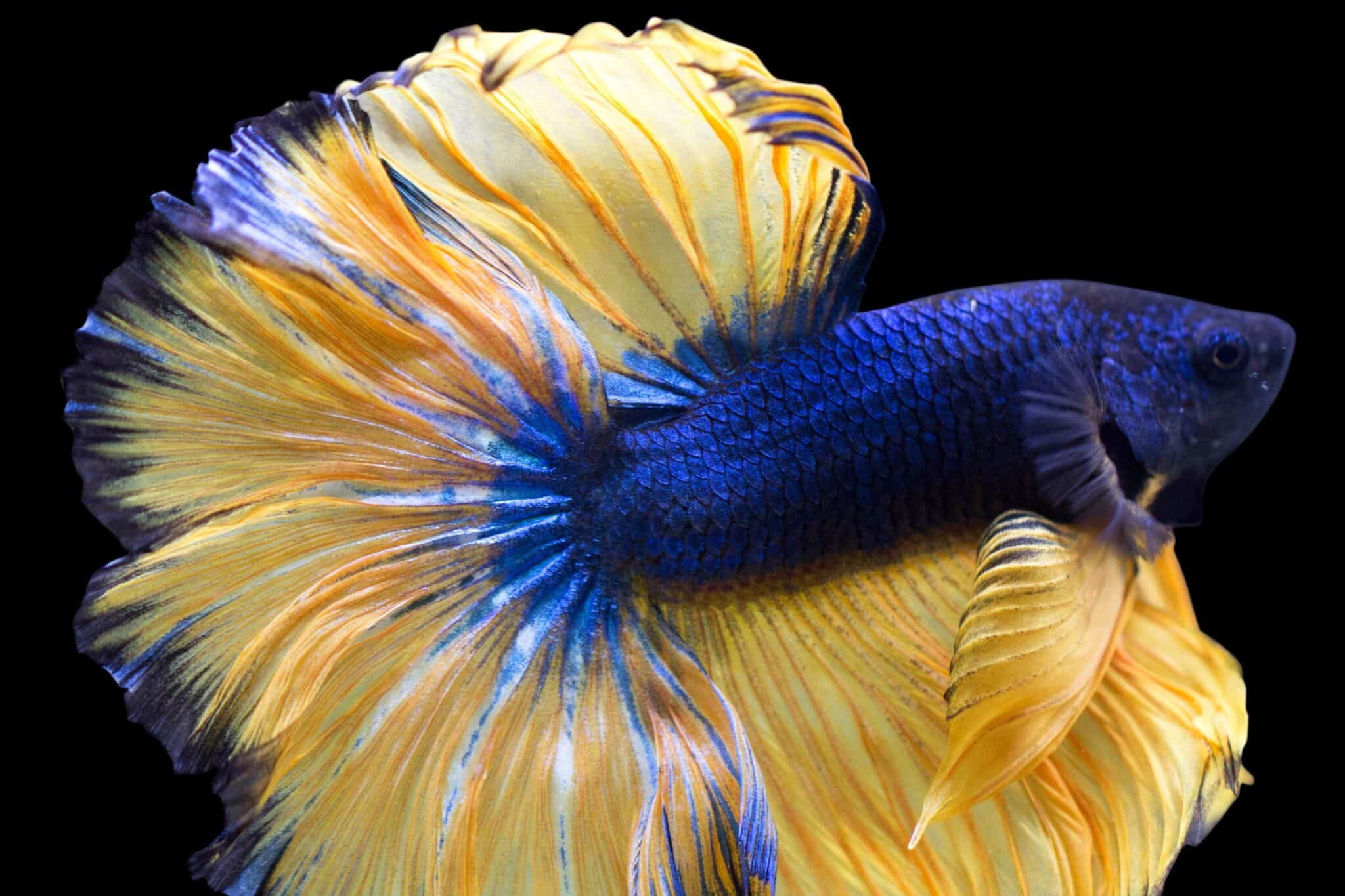 Mustard Gas Betta Fish: Species Profile & Care Guide