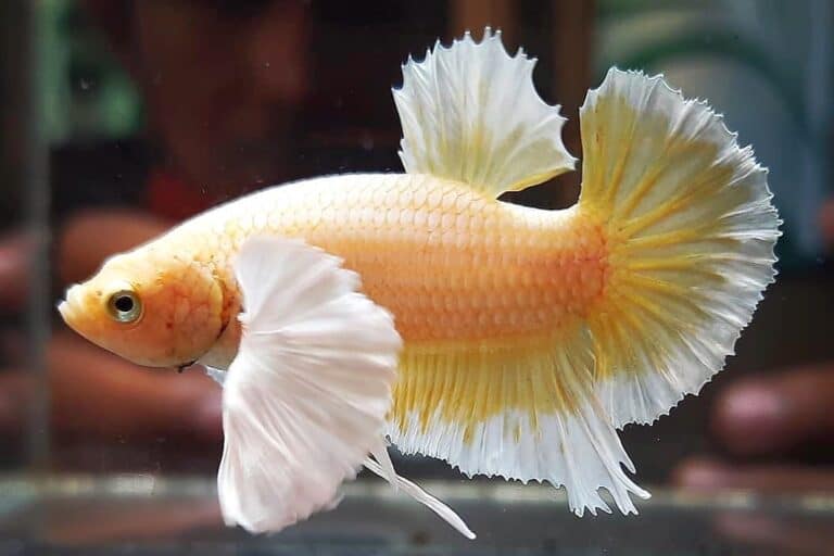Mustard Gas Betta Fish: Species Profile & Care Guide