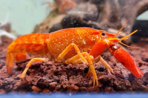 Top 8 Rarest Lobster Colors: Ranked by Rarity