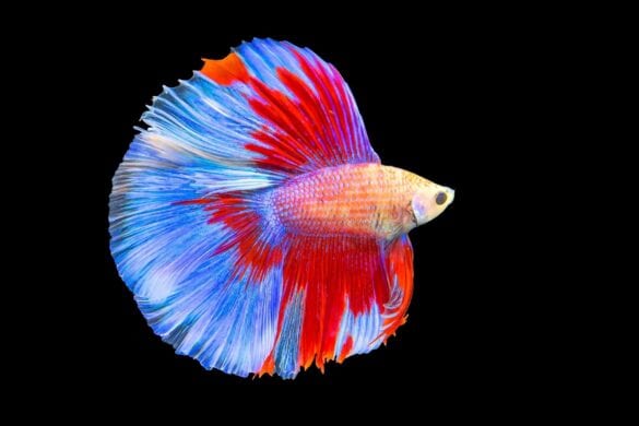 48 Types of Betta Fish: Tail Types, Colors & Patterns