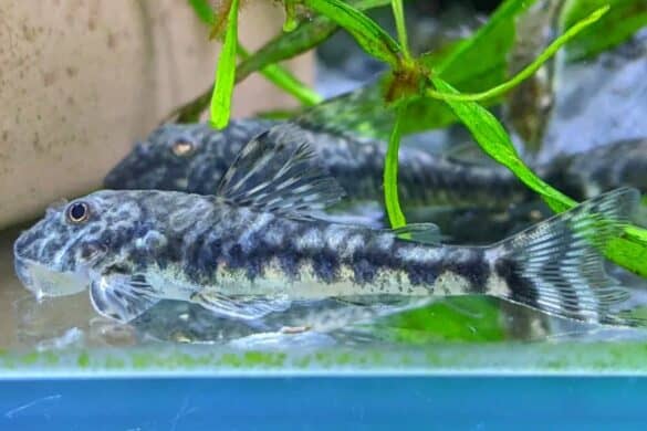 12 Smallest Pleco Species: Ranked by Size