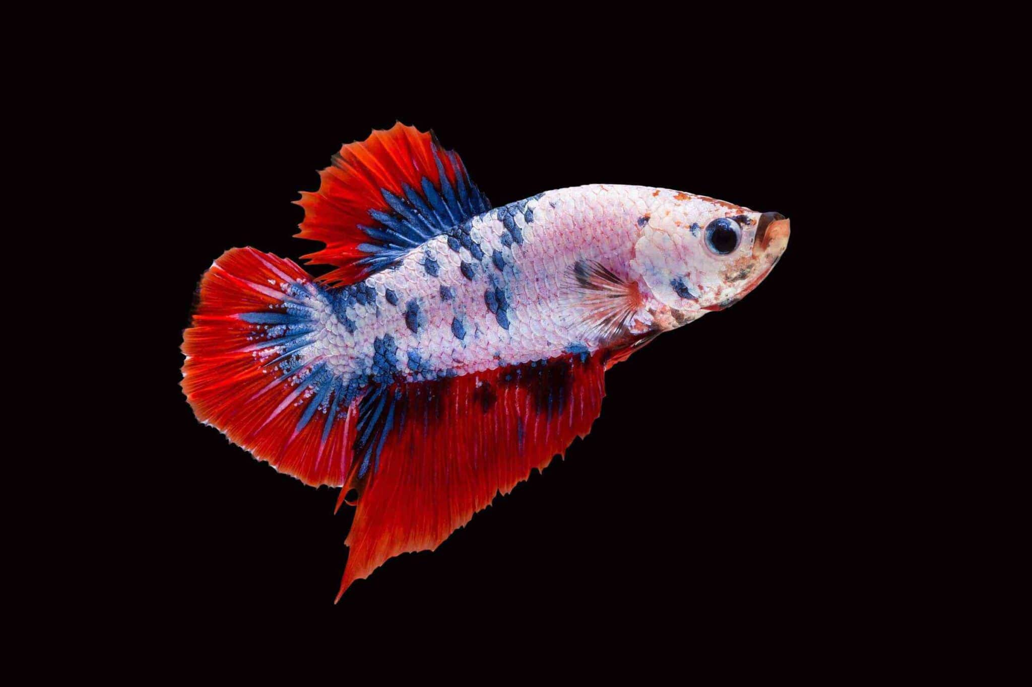 48 Types of Betta Fish: Tail Types, Colors & Patterns
